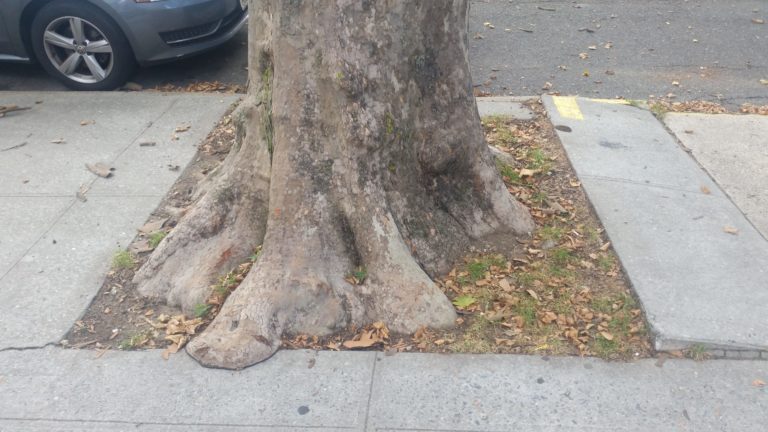 Trees: Tort Liability For Injuries Involving Trees - CityLand